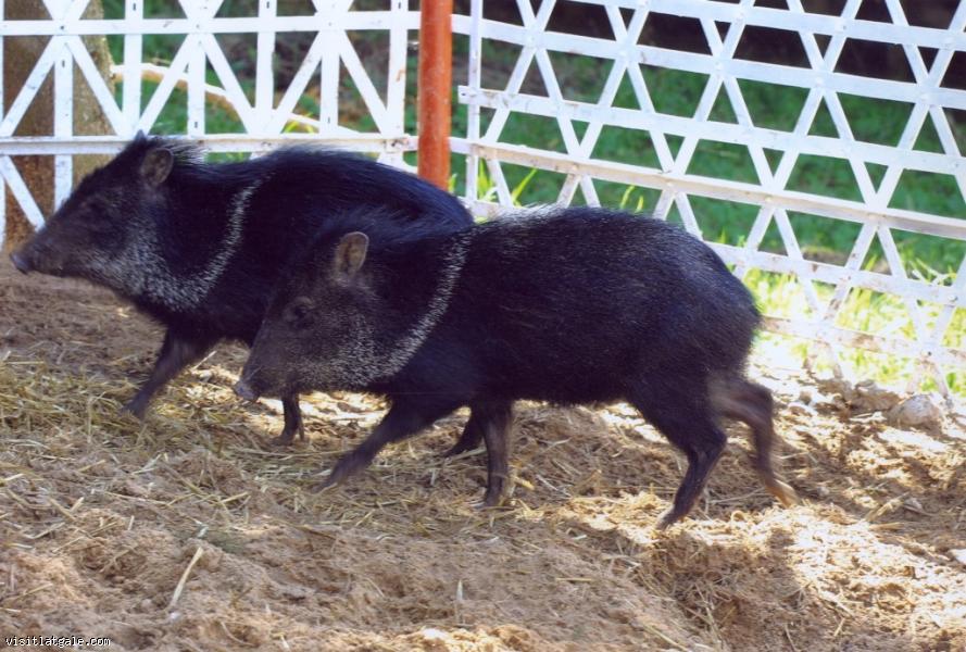 Mini zoo "Akati" - Vasals Latgolā